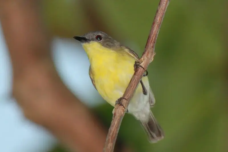 Golden-bellied gerygone - Facts, Diet, Habitat & Pictures on Animalia.bio