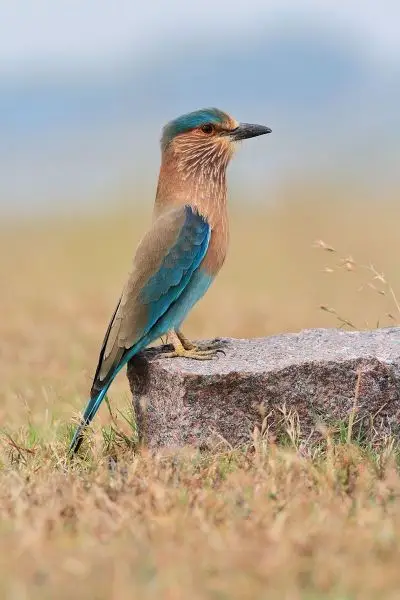 Indian Roller - Facts, Diet, Habitat & Pictures on Animalia.bio