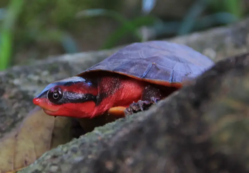 Red side-necked turtle - Facts, Diet, Habitat & Pictures on Animalia.bio