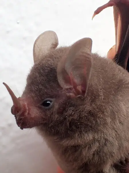 Dwarf little fruit bat - Facts, Diet, Habitat & Pictures on Animalia.bio