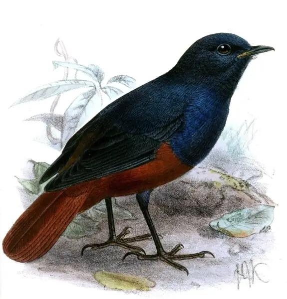 Luzon water redstart - Facts, Diet, Habitat & Pictures on Animalia.bio