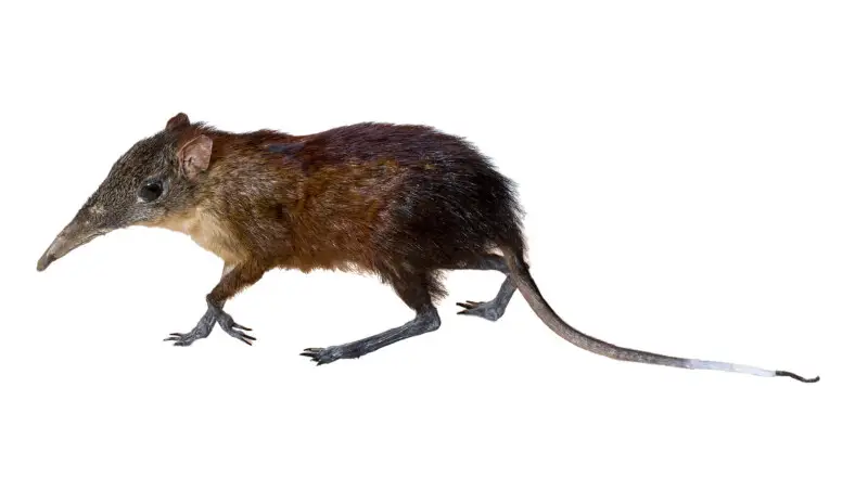 Grey-faced sengi - Facts, Diet, Habitat & Pictures on Animalia.bio