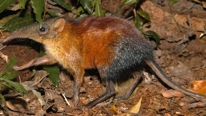 Grey-faced sengi - Facts, Diet, Habitat & Pictures on Animalia.bio