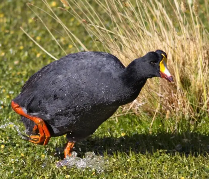 Giant coot - Facts, Diet, Habitat & Pictures on Animalia.bio