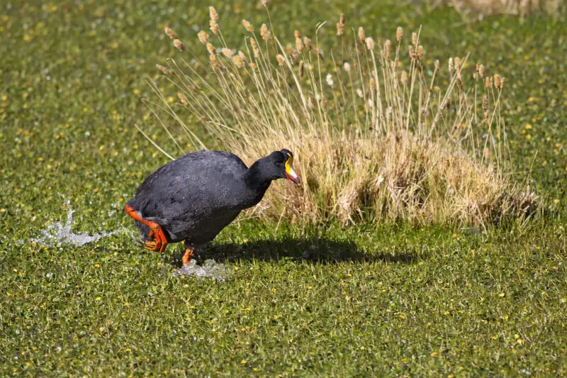 Giant coot - Facts, Diet, Habitat & Pictures on Animalia.bio