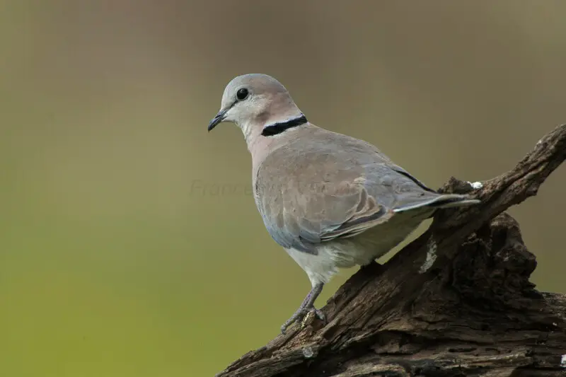 Ring-necked dove - Facts, Diet, Habitat & Pictures on Animalia.bio
