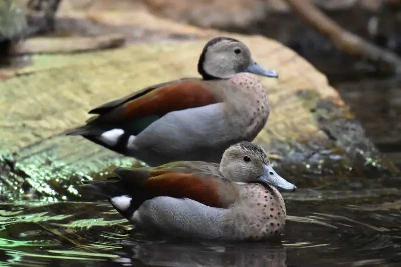 Ringed Teal - Facts, Diet, Habitat & Pictures on Animalia.bio
