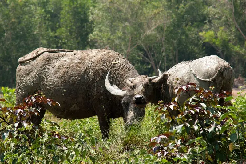 Water Buffalo - Facts, Diet, Habitat & Pictures on Animalia.bio