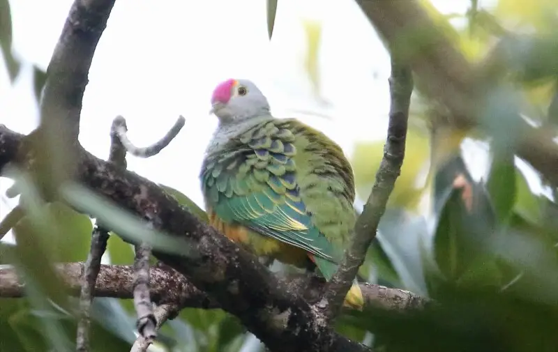 Тілопо королівський - факти, дієта, ареал і фотографії на Animalia.bio