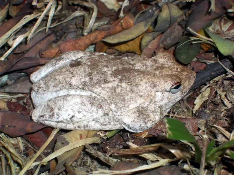 Roth's tree frog - Facts, Diet, Habitat & Pictures on Animalia.bio