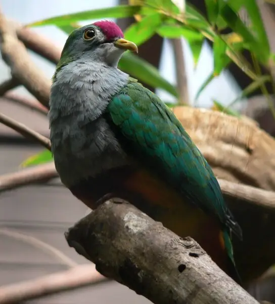 Beautiful fruit dove - Facts, Diet, Habitat & Pictures on Animalia.bio
