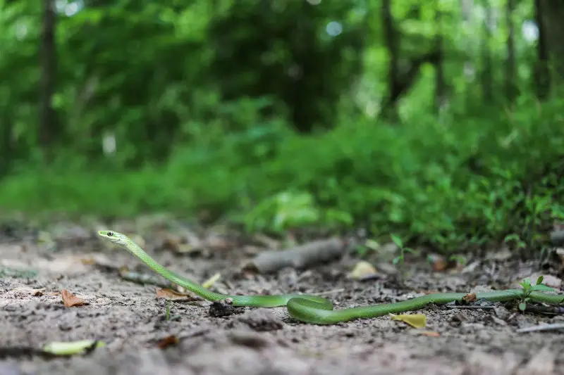 Rough Green Snake - Facts, Diet, Habitat & Pictures on Animalia.bio