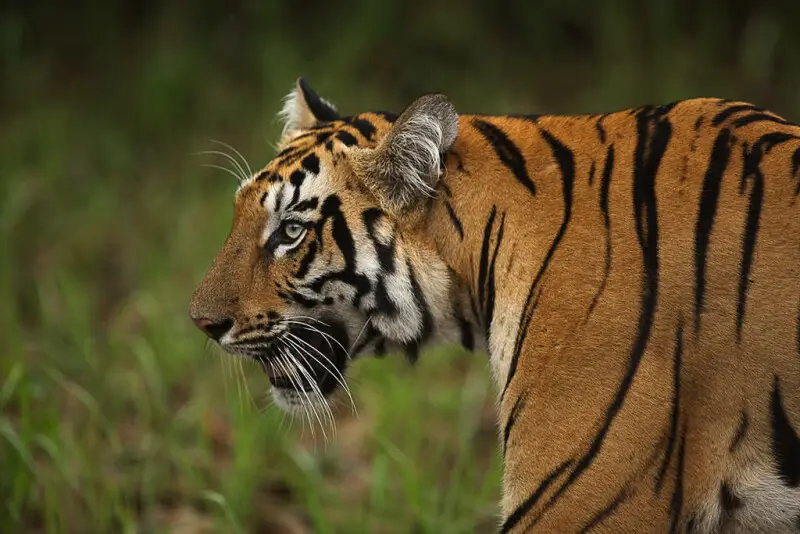 Bengal tiger - Facts, Diet, Habitat & Pictures on Animalia.bio