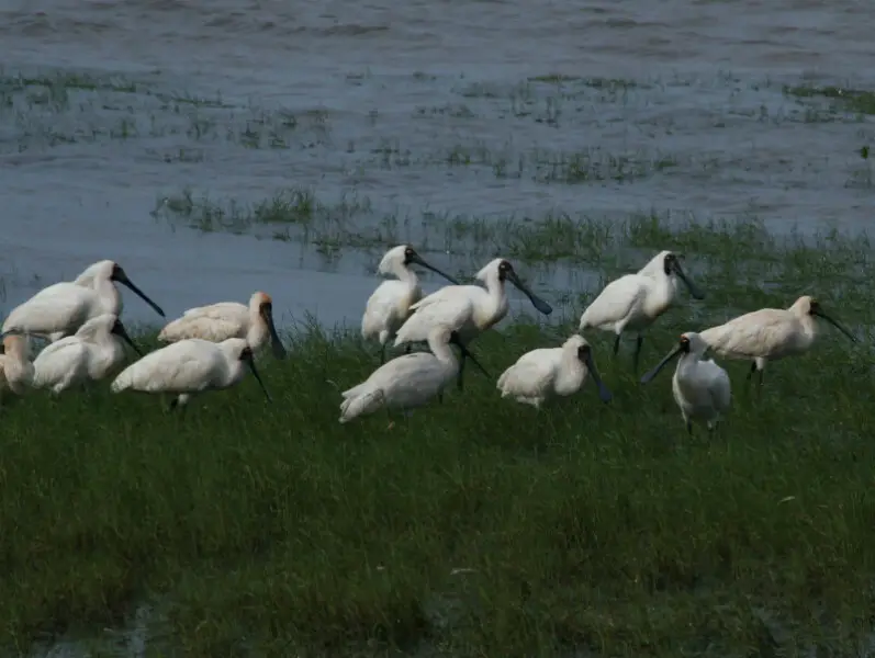 Royal spoonbill - Facts, Diet, Habitat & Pictures on Animalia.bio
