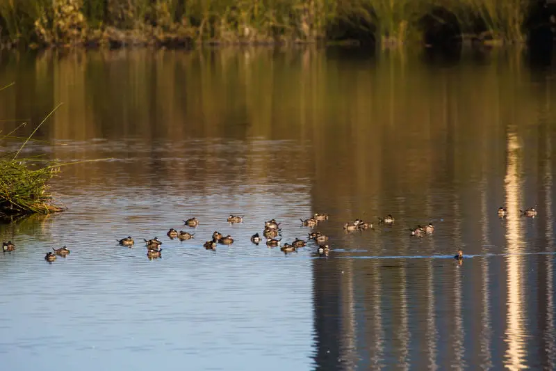 Ruddy Duck - Facts, Diet, Habitat & Pictures on Animalia.bio