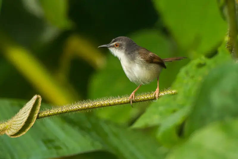 Rufescent prinia - Facts, Diet, Habitat & Pictures on Animalia.bio