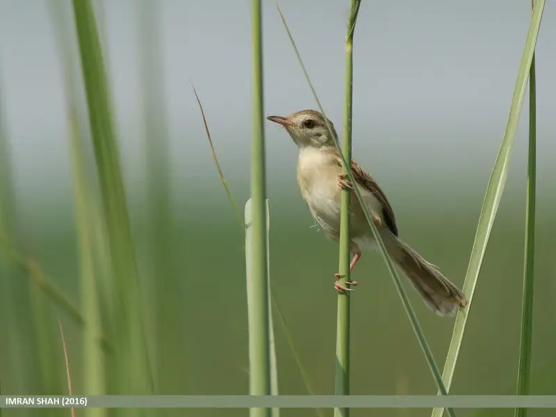 Rufous-fronted prinia - Facts, Diet, Habitat & Pictures on Animalia.bio
