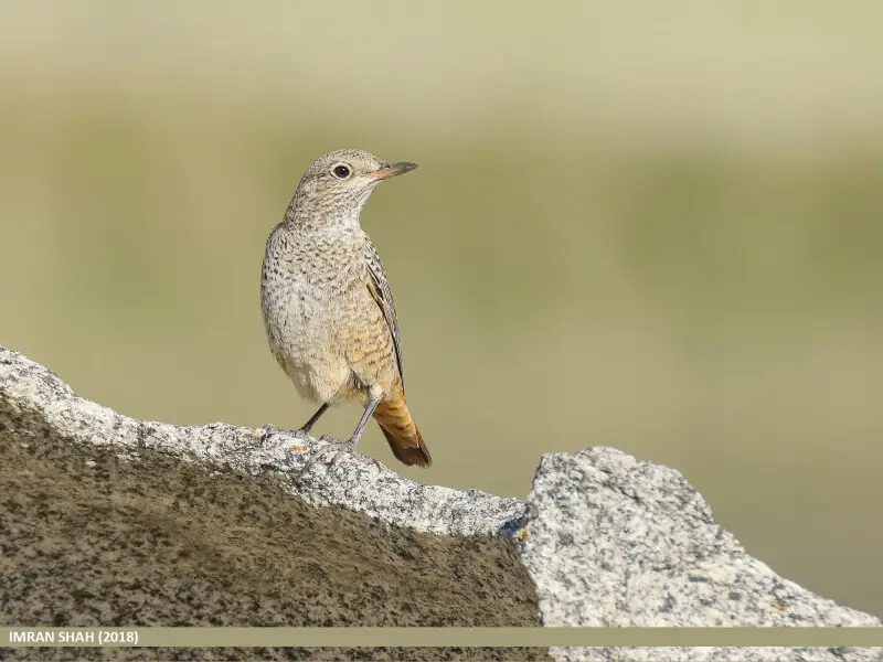 Common rock thrush - Facts, Diet, Habitat & Pictures on Animalia.bio