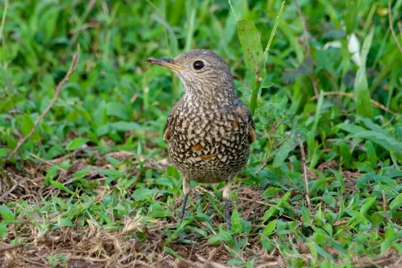 Common rock thrush - Facts, Diet, Habitat & Pictures on Animalia.bio