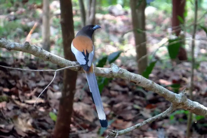 Rufous treepie - Facts, Diet, Habitat & Pictures on Animalia.bio