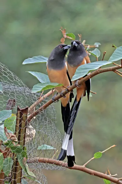 Rufous treepie - Facts, Diet, Habitat & Pictures on Animalia.bio