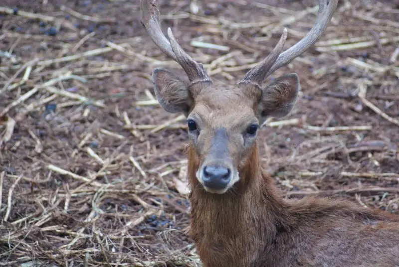 Rusa Deer - Facts, Diet, Habitat & Pictures on Animalia.bio