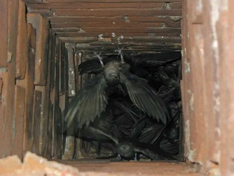 Chimney Swift - Facts, Diet, Habitat & Pictures on Animalia.bio