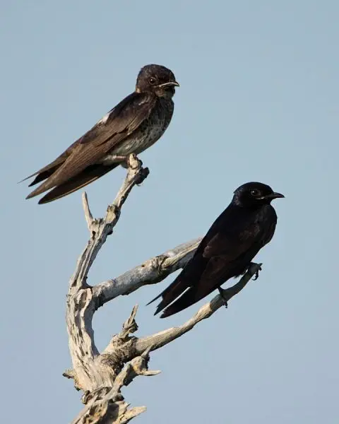 Purple Martin - Facts, Diet, Habitat & Pictures on Animalia.bio