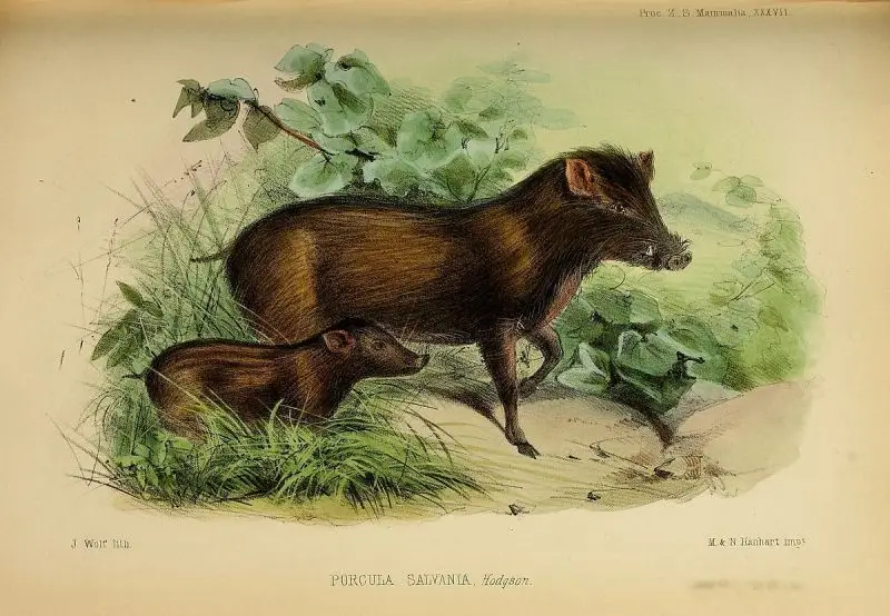 Pygmy Hog - Facts, Diet, Habitat & Pictures on Animalia.bio