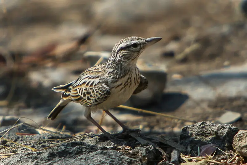 Sabota lark - Facts, Diet, Habitat & Pictures on Animalia.bio