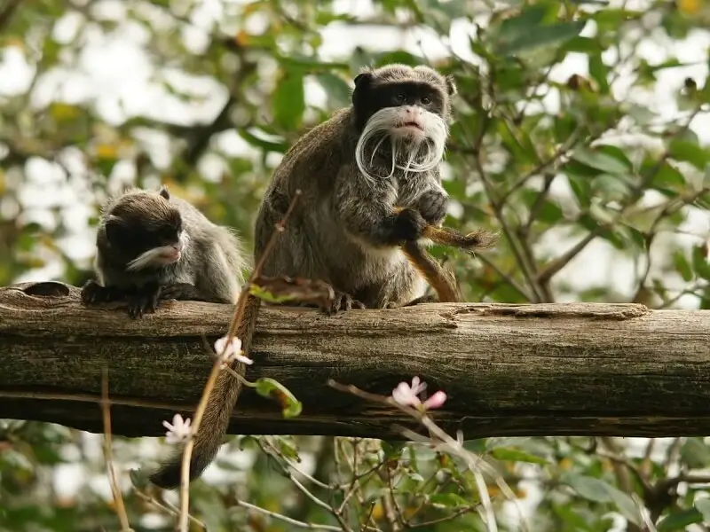 Emperor Tamarin - Facts, Diet, Habitat & Pictures on Animalia.bio