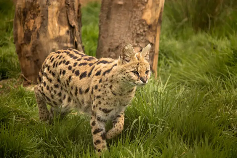 Serval - Facts, Diet, Habitat & Pictures on Animalia.bio