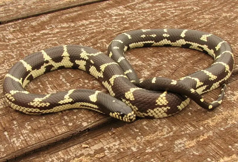 California Kingsnake - Facts, Diet, Habitat & Pictures on Animalia.bio