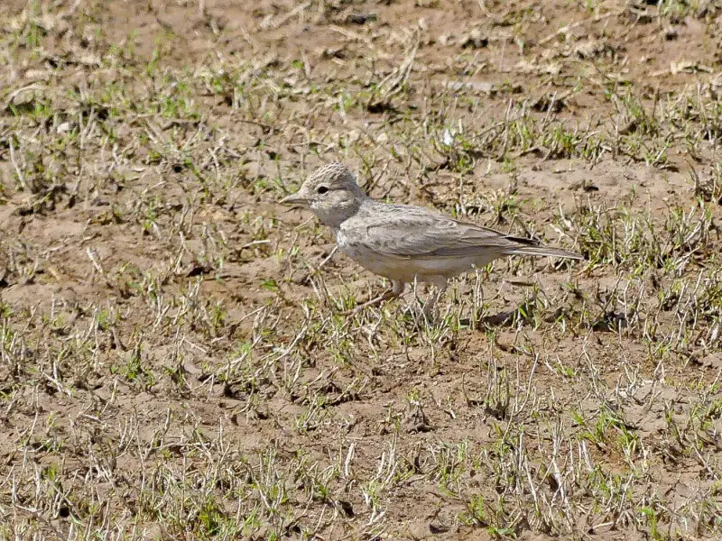 Sand lark - Facts, Diet, Habitat & Pictures on Animalia.bio