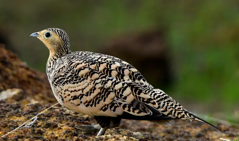Chestnut-bellied sandgrouse - Facts, Diet, Habitat & Pictures on ...
