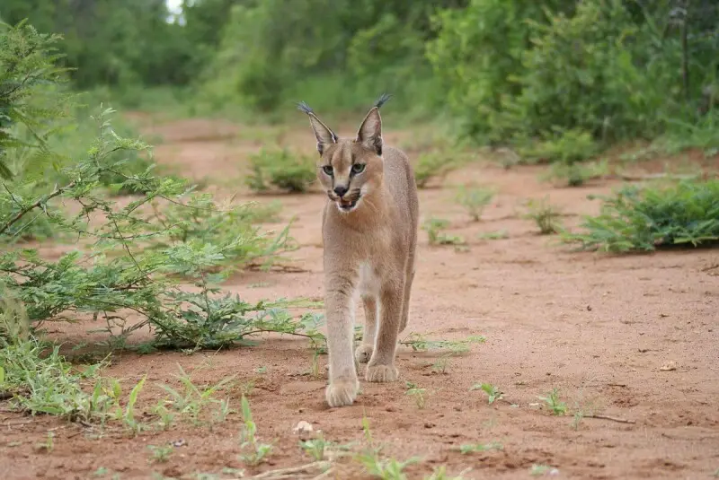 Caracal - Facts, Diet, Habitat & Pictures on Animalia.bio