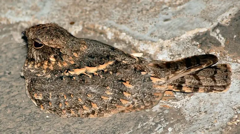 Savanna nightjar - Facts, Diet, Habitat & Pictures on Animalia.bio