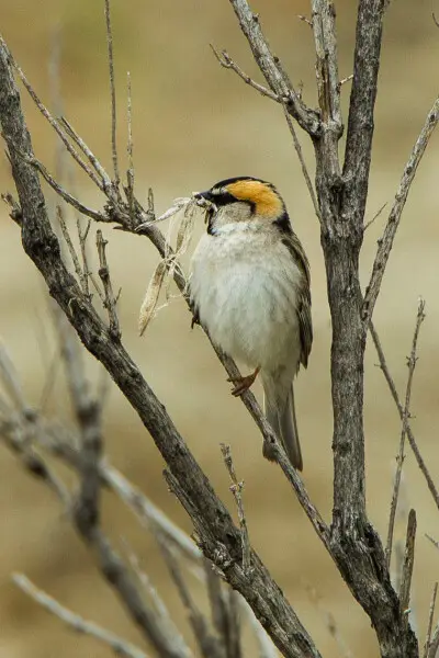 Saxaul sparrow - Facts, Diet, Habitat & Pictures on Animalia.bio