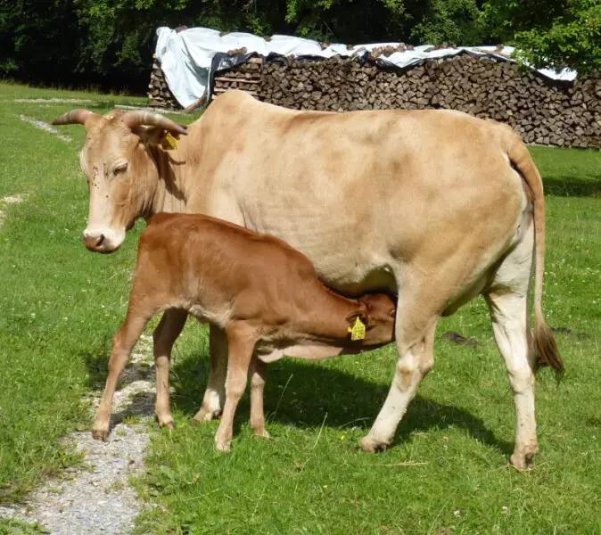 Zebu - Facts, Diet, Habitat & Pictures on Animalia.bio