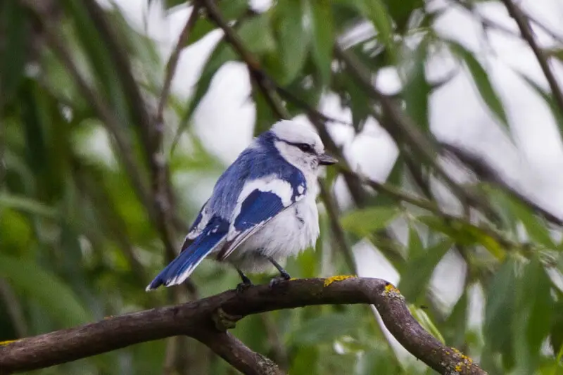 Azure tit - Facts, Diet, Habitat & Pictures on Animalia.bio
