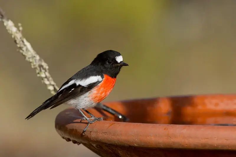 Scarlet robin - Facts, Diet, Habitat & Pictures on Animalia.bio
