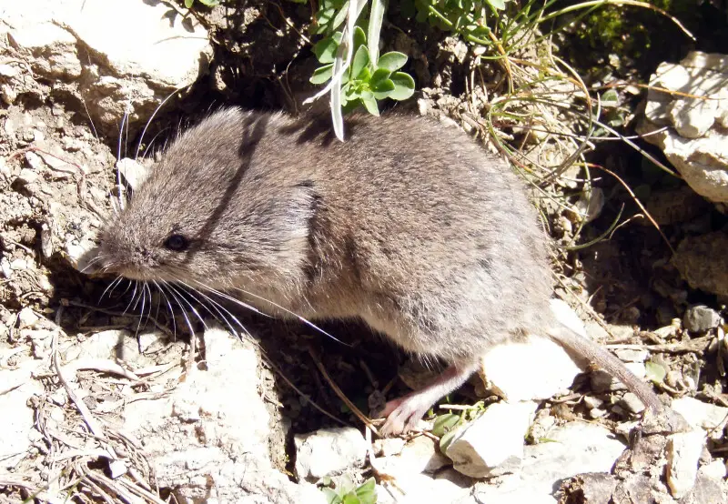 European snow vole - Facts, Diet, Habitat & Pictures on Animalia.bio