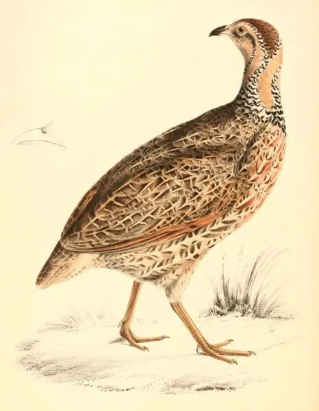 Red-winged francolin - Facts, Diet, Habitat & Pictures on Animalia.bio