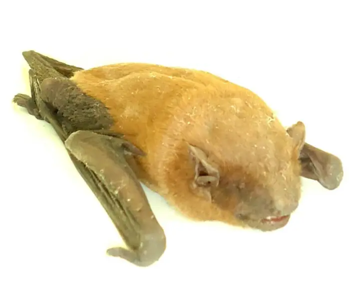 Lesser Asiatic yellow bat - Facts, Diet, Habitat & Pictures on Animalia.bio