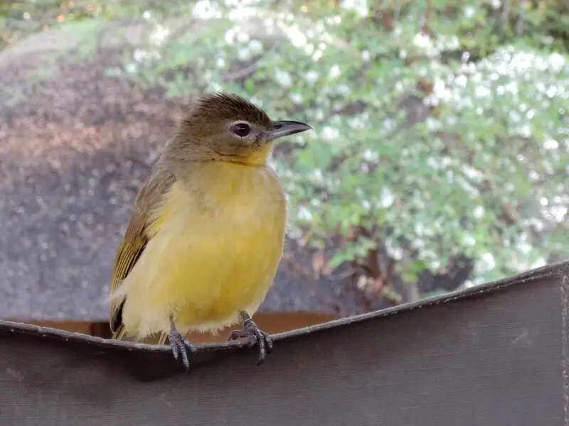 Chlorocichla flaviventris - Fatti, dieta, habitat e immagini su Animalia.bio