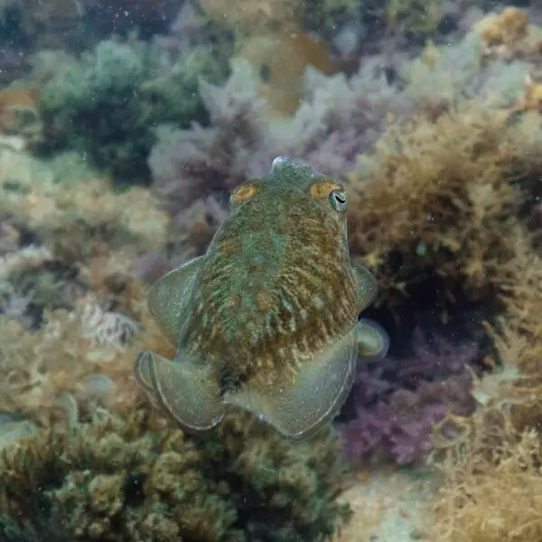 Common cuttlefish - Facts, Diet, Habitat & Pictures on Animalia.bio