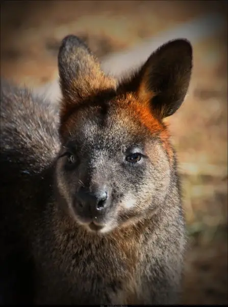 Swamp Wallaby - Facts, Diet, Habitat & Pictures on Animalia.bio