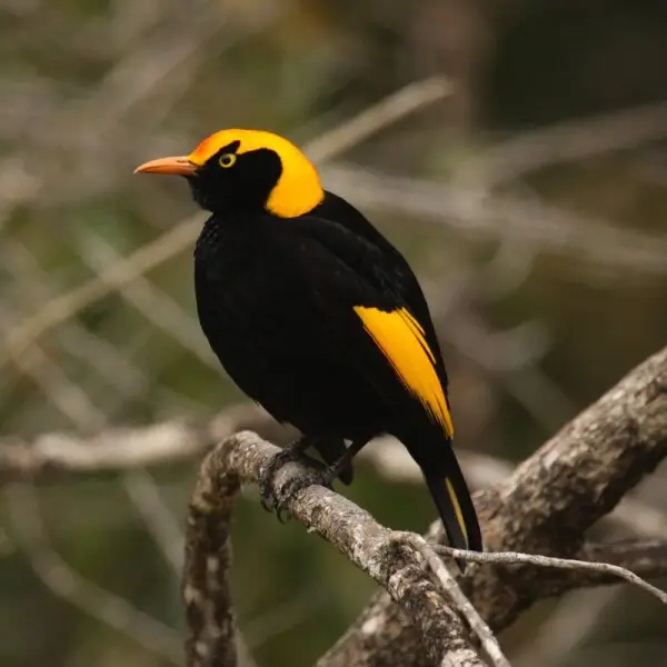 Regent bowerbird - Facts, Diet, Habitat & Pictures on Animalia.bio