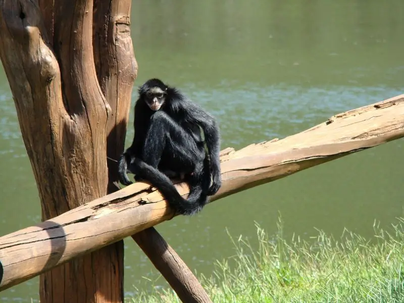 White-Cheeked Spider Monkey - Facts, Diet, Habitat & Pictures on ...