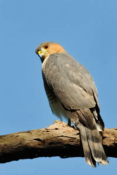 Puerto Rican sharp-shinned hawk - Facts, Diet, Habitat & Pictures on ...